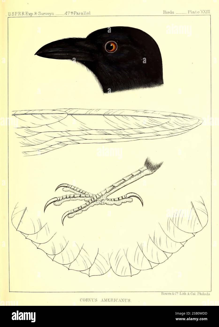 Wing profile reveals hi-res stock photography and images - Alamy