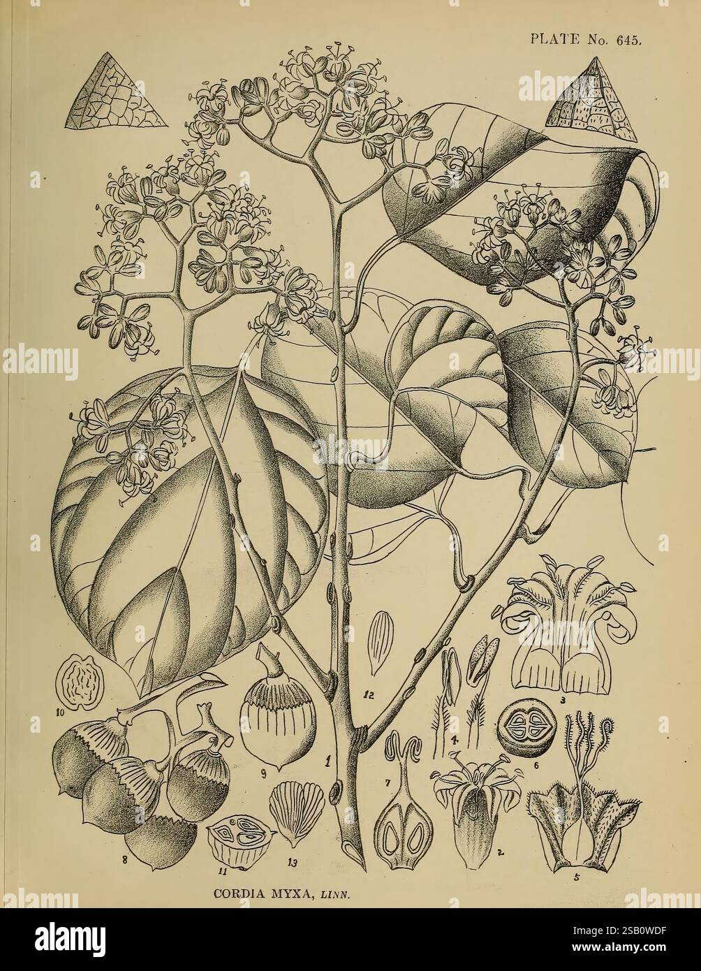 Cordia myxa plant hi-res stock photography and images - Alamy