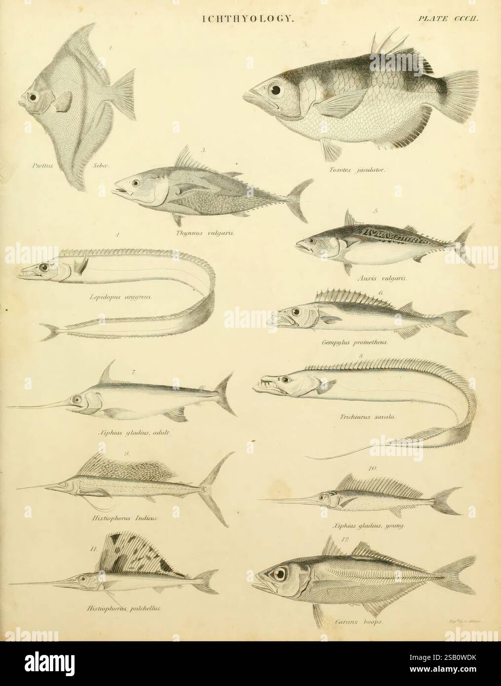 Layout promotes comparison hi-res stock photography and images - Alamy