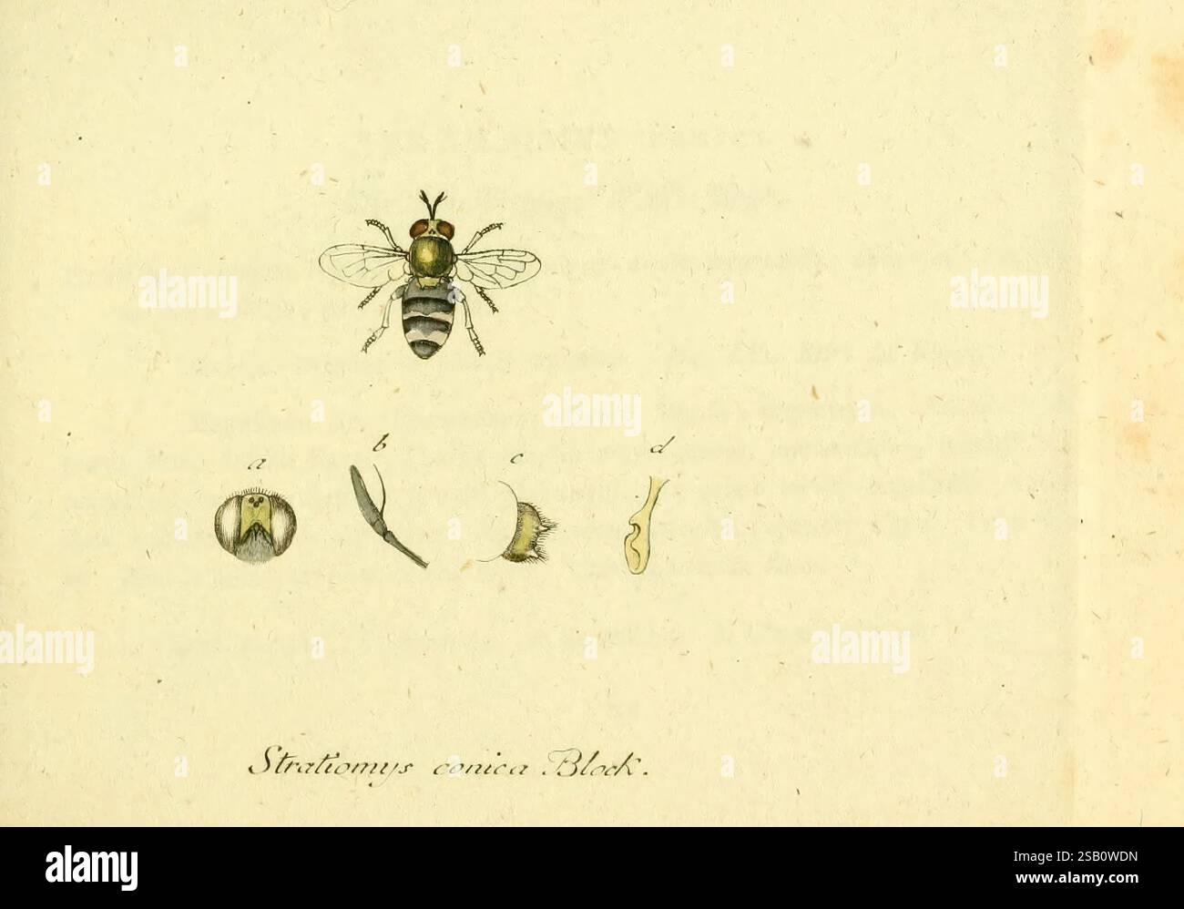 Fauna Germanica, Diptera, Nuremberg?, s.n, between 1793 and 1805 ...