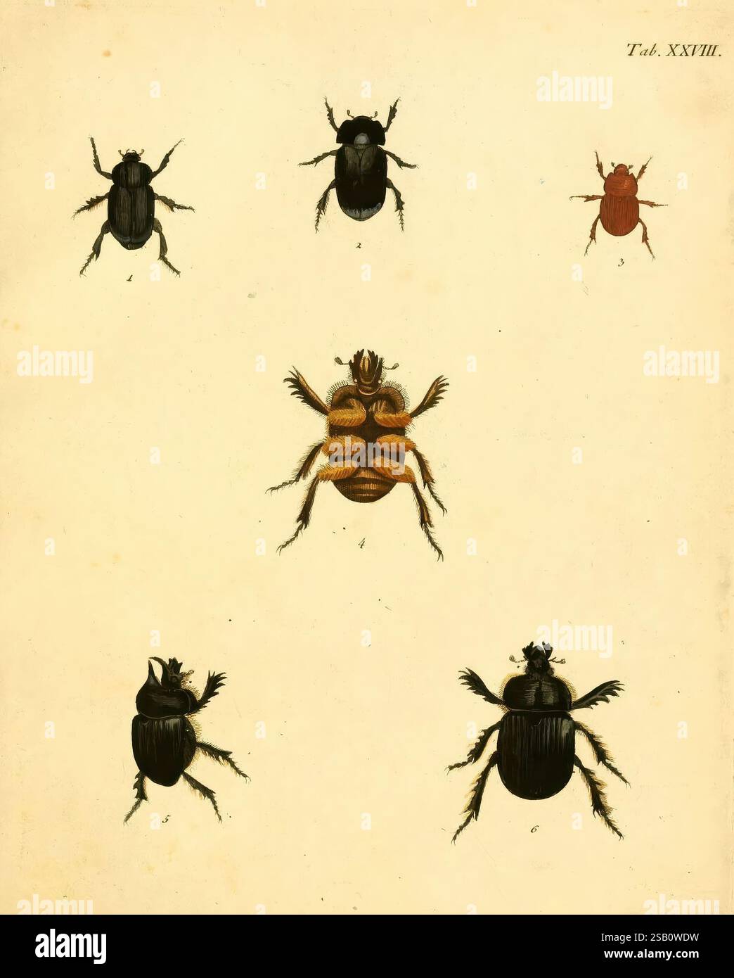 Upper section features three beetles hi-res stock photography and ...