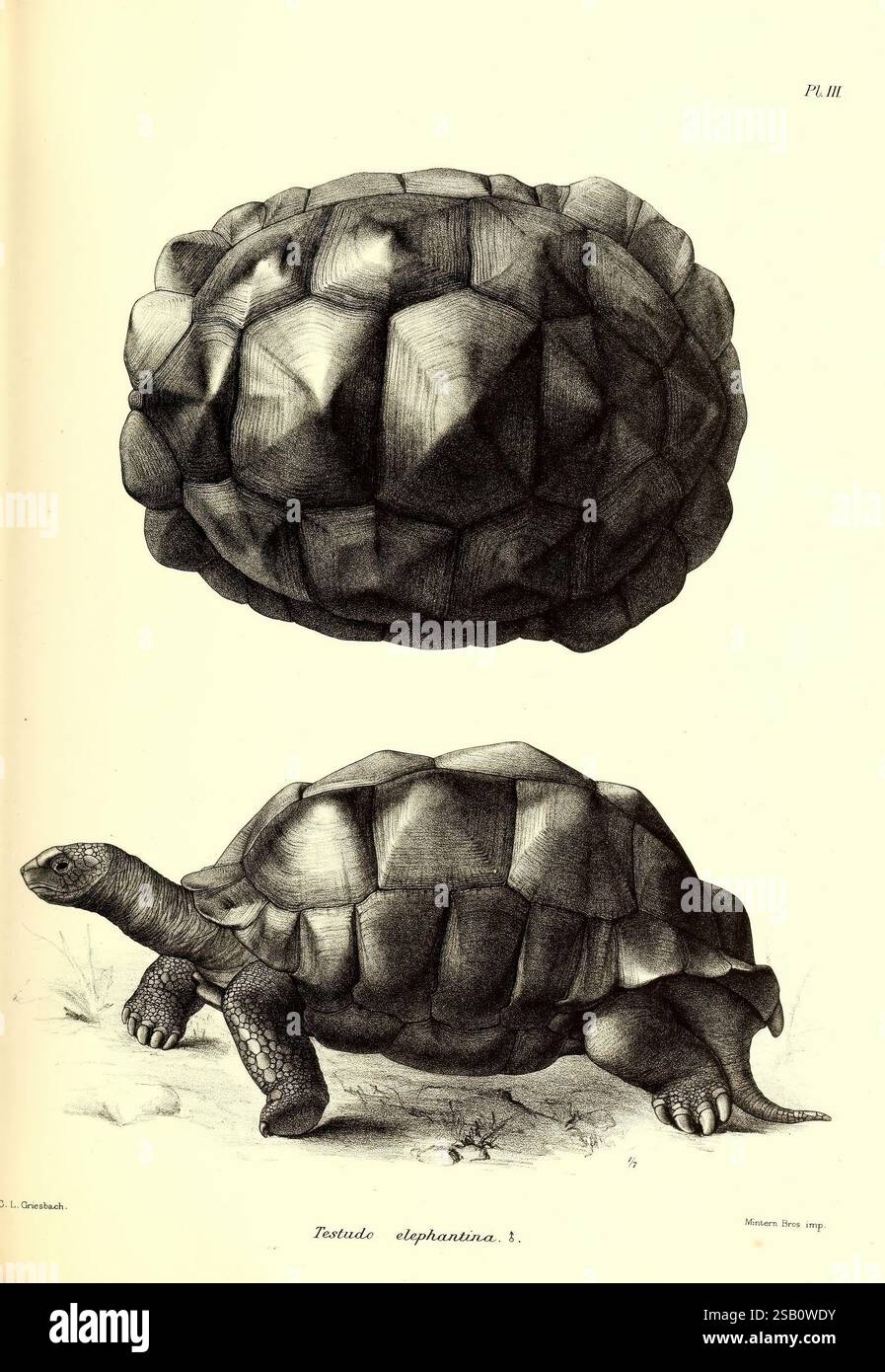 The gigantic land tortoises (living and extinct) in the collection of ...