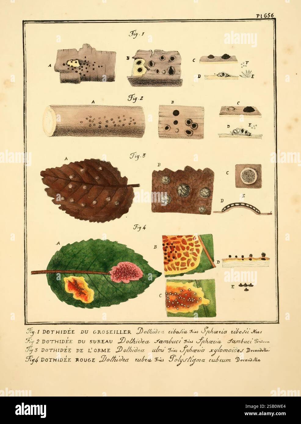 Featuring distinct types of fungi hi-res stock photography and images - Alamy