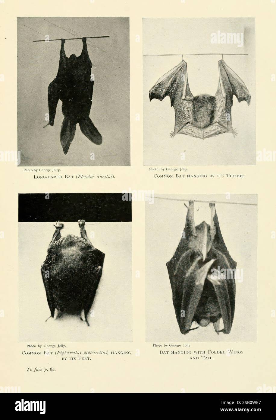 British mammalsby Sir Harry Johnston. London, Hutchinson, 1903. Great ...