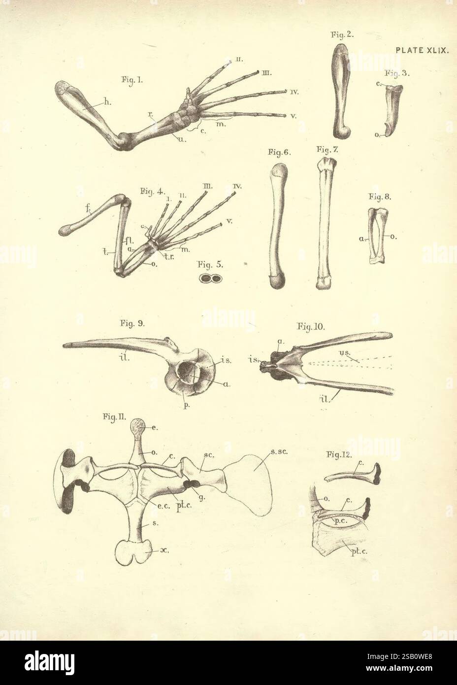 Illustrations of zoology: invertebrates & vertebrates Edinburgh Y.J ...