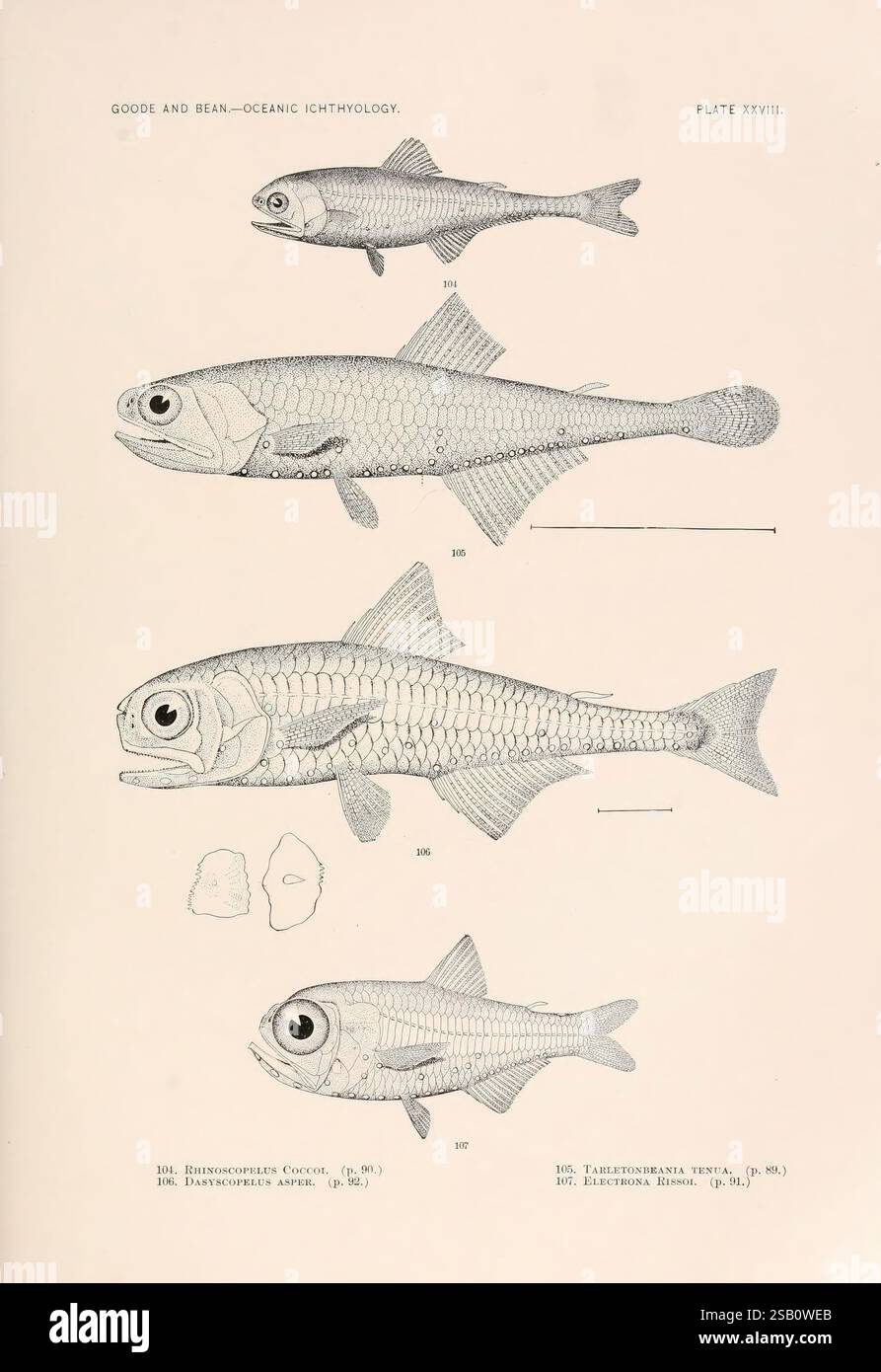 Oceanic ichthyology v.22 atlas Cambridge U.S.A. Printed for the Museum ...