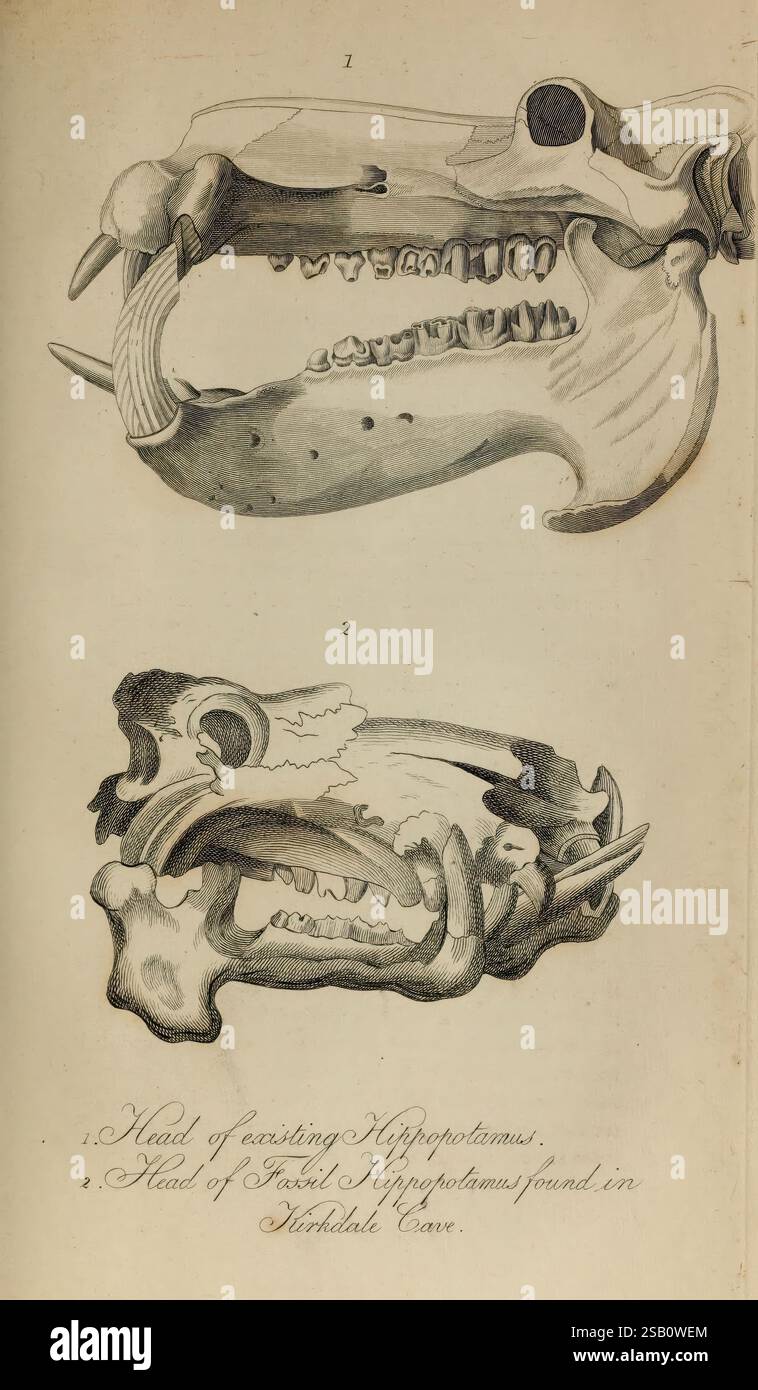 Alternate skull hi-res stock photography and images - Alamy