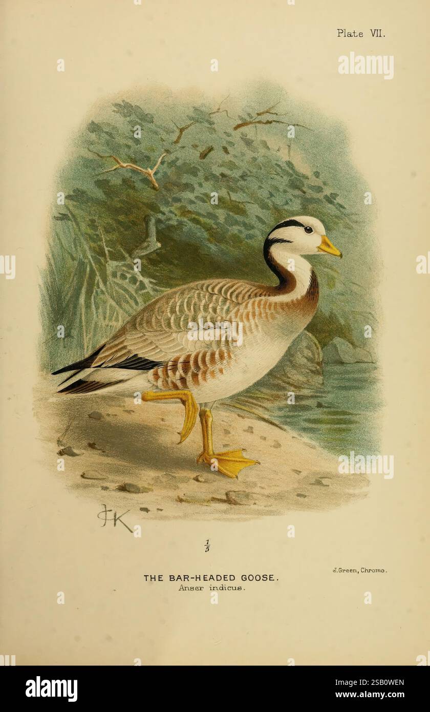 The Indian ducks and their allies [Bombay], Published by the Bombay ...