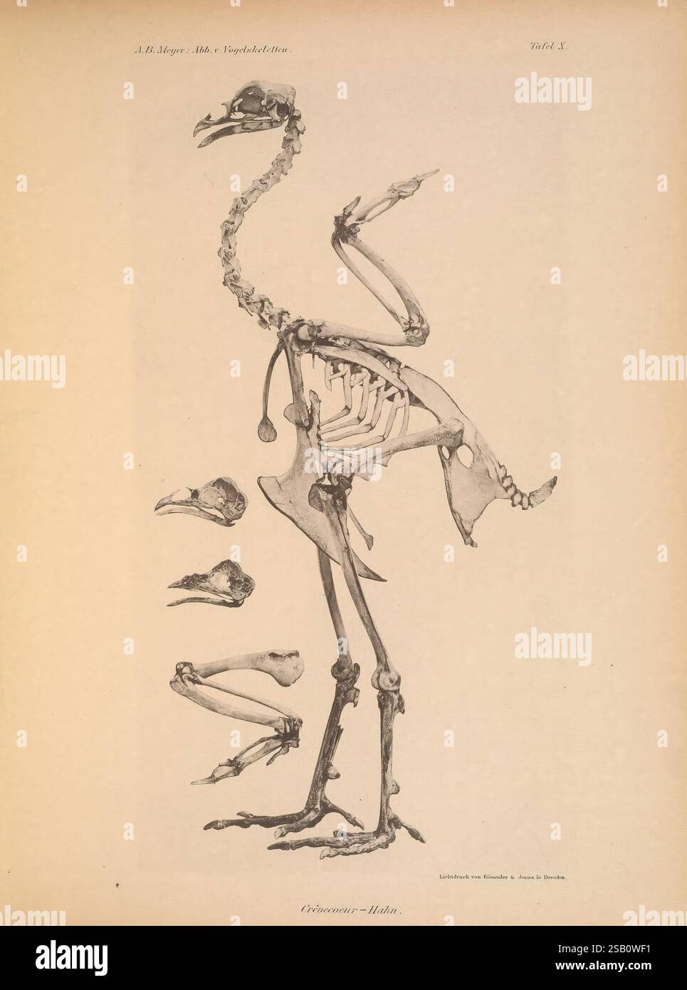 Abbildungen von Vogel-Skeletten, Berlin, 1879-1897, birds, anatomy ...