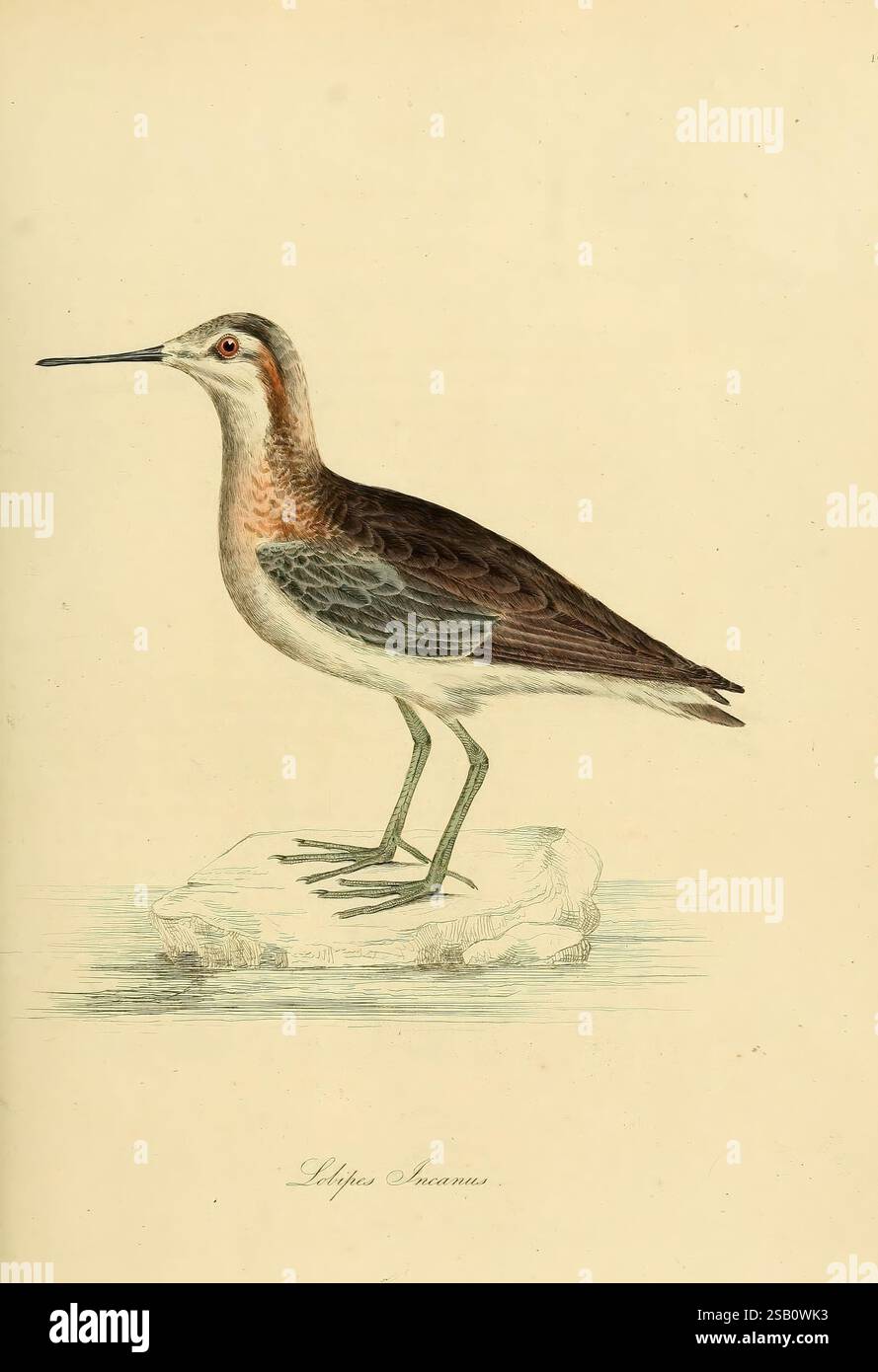 Illustrations of ornithology, Dublin, Longman, Rees, Orme, Brown ...