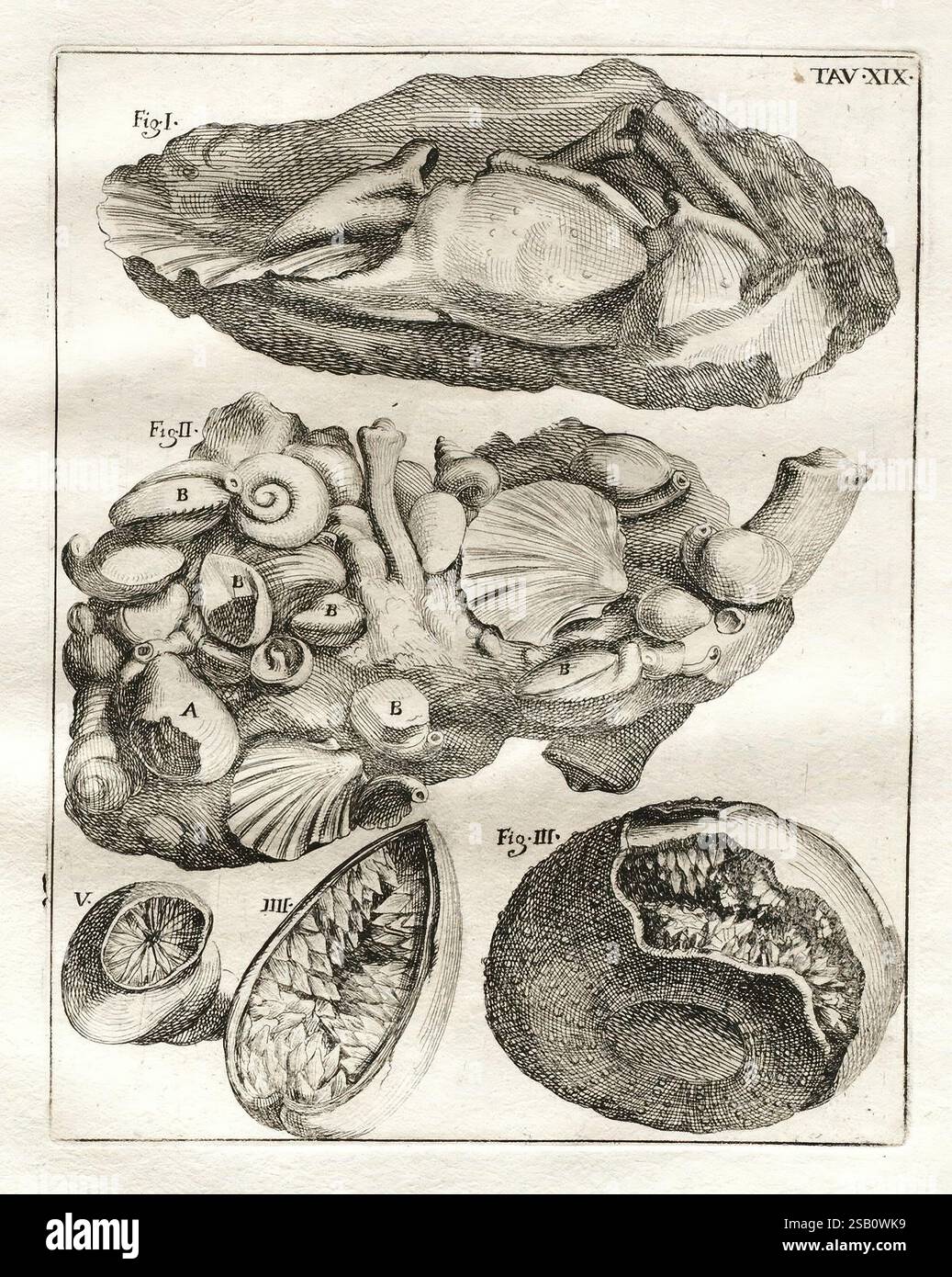 Classification of different types of bivalves hi-res stock photography ...