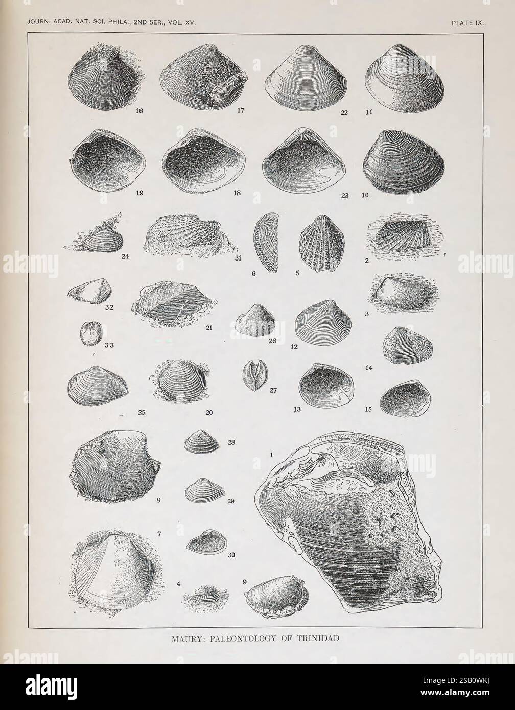 A, contribution, to, the, paleontology, of, Trinidad, Philadelphia, 1912, paleontology, Trinidad ...