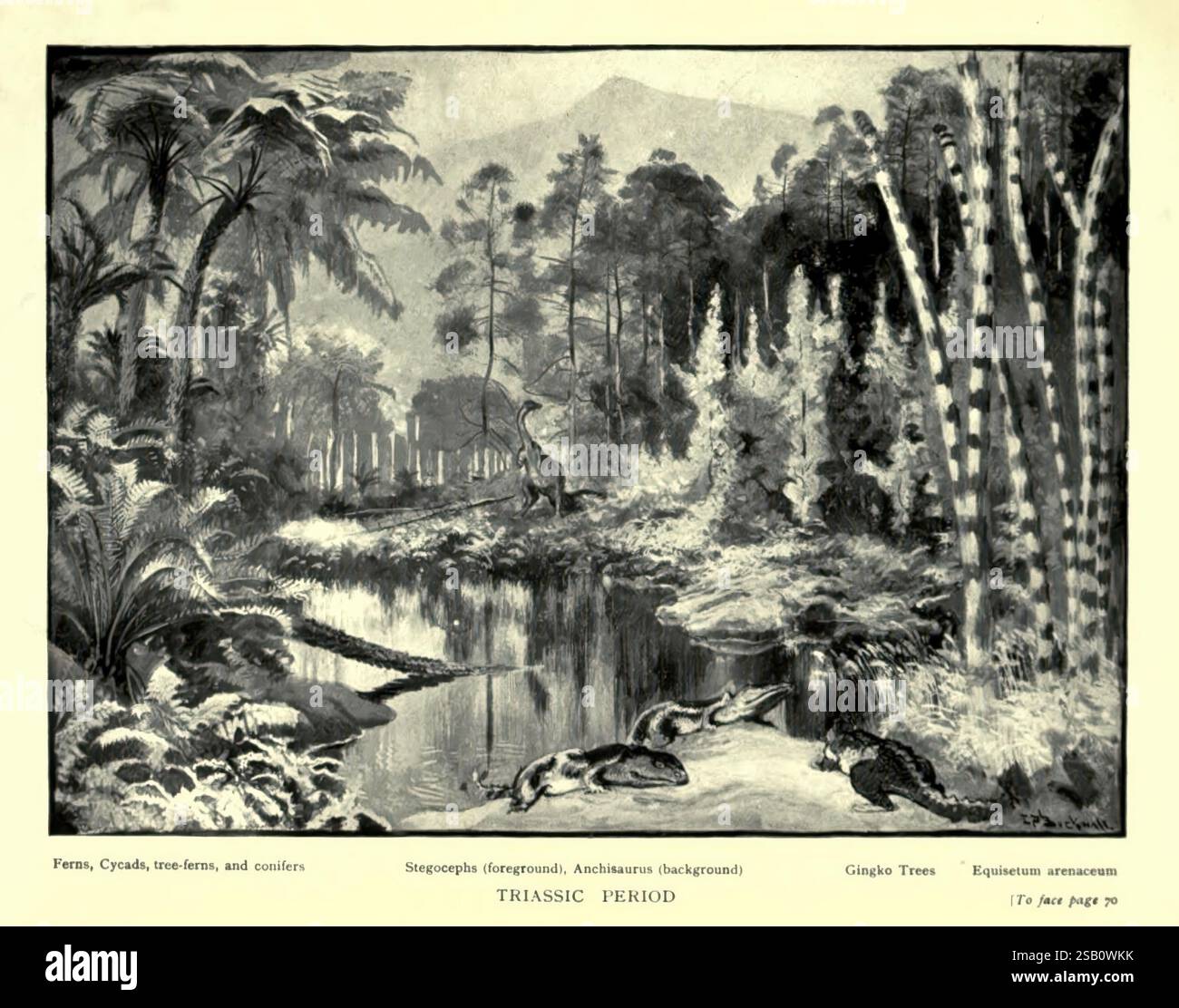 Rich prehistoric ecosystem hi-res stock photography and images - Alamy