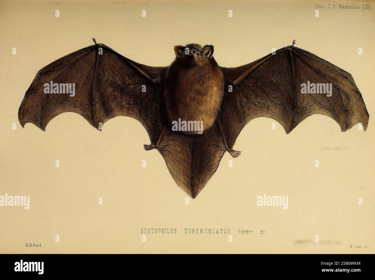 Delicate membrane structure hi-res stock photography and images - Alamy