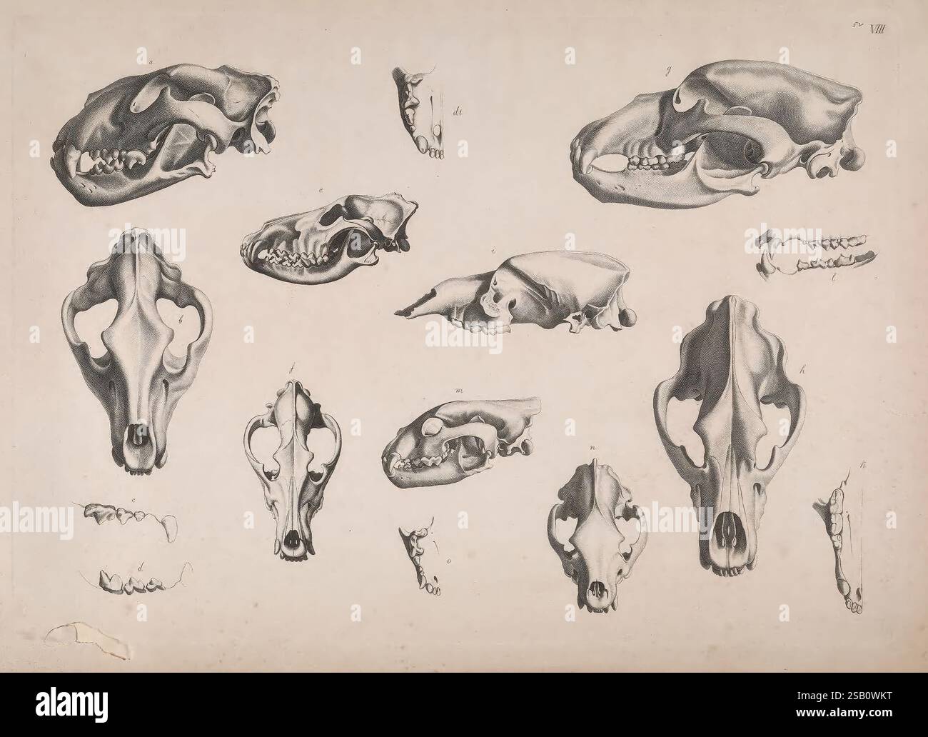 Structural variations across species hi-res stock photography and ...