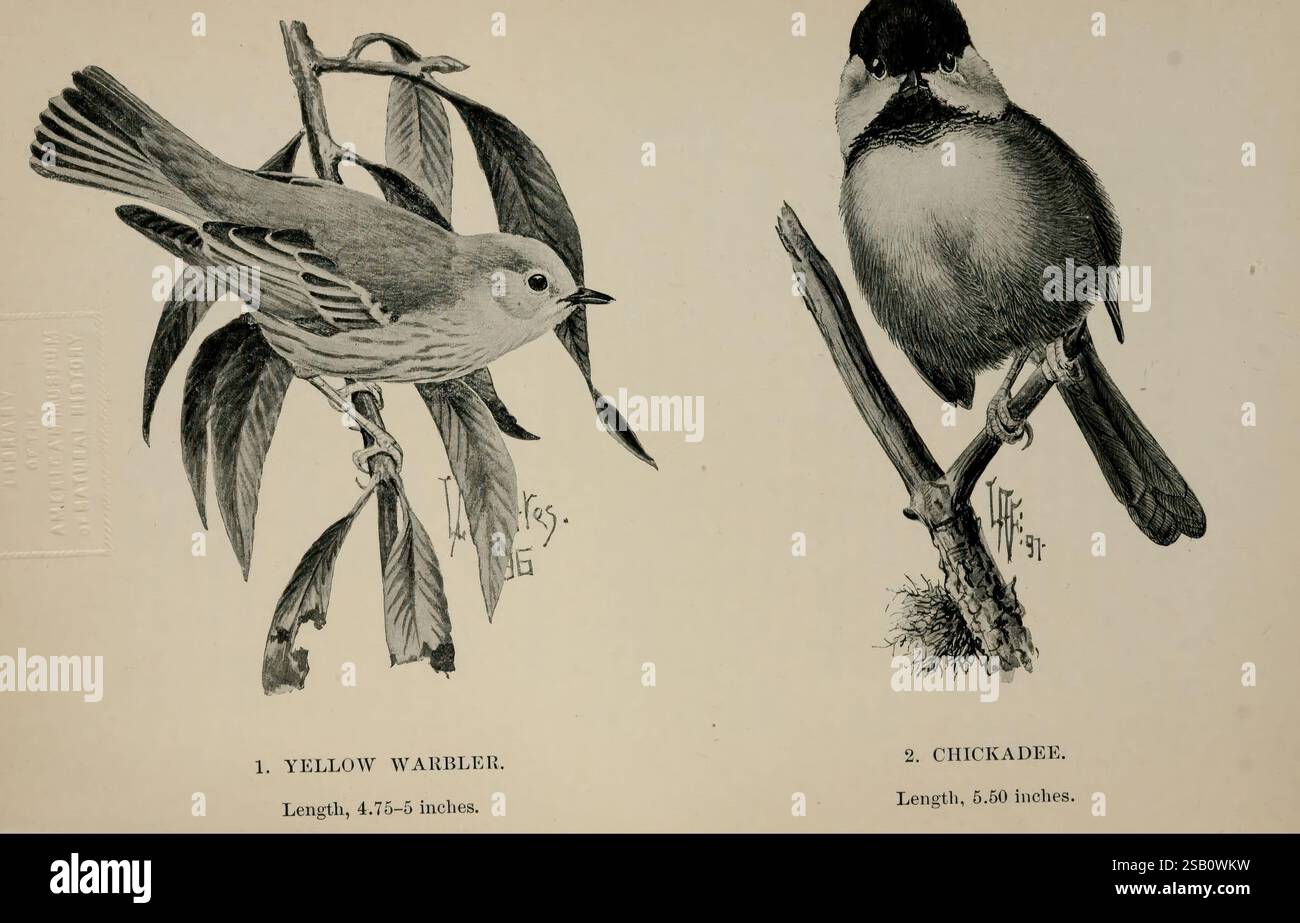 Birdcraft, New York, Macmillan Co, c1897, birds, United States, black ...