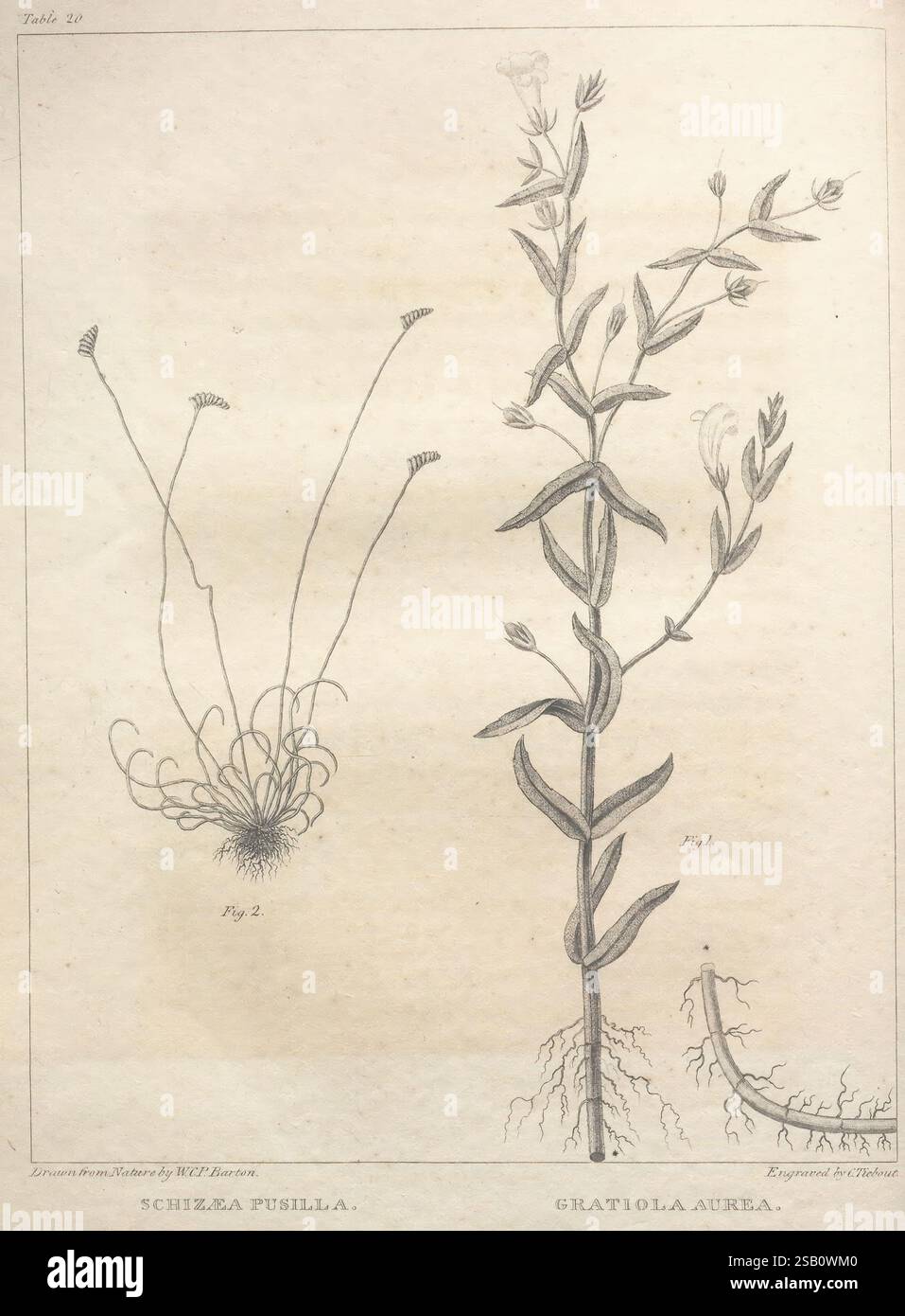 A flora of North America Philadelphia M. Carey & Sons 1821-23 North ...