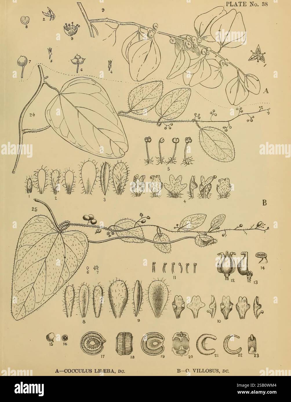 Indian medicinal plants, Bahadurganj, India, Sudhindra Nath Basu ...