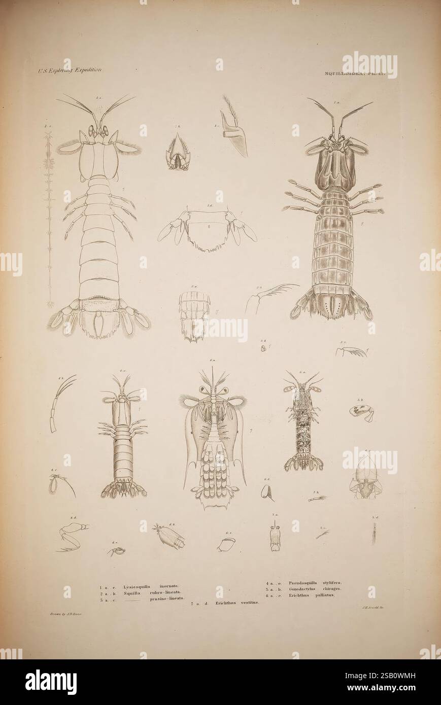 Crustacea Philadelphia Printed by C. Sherman 1852-55 [i.e. 1861 ...