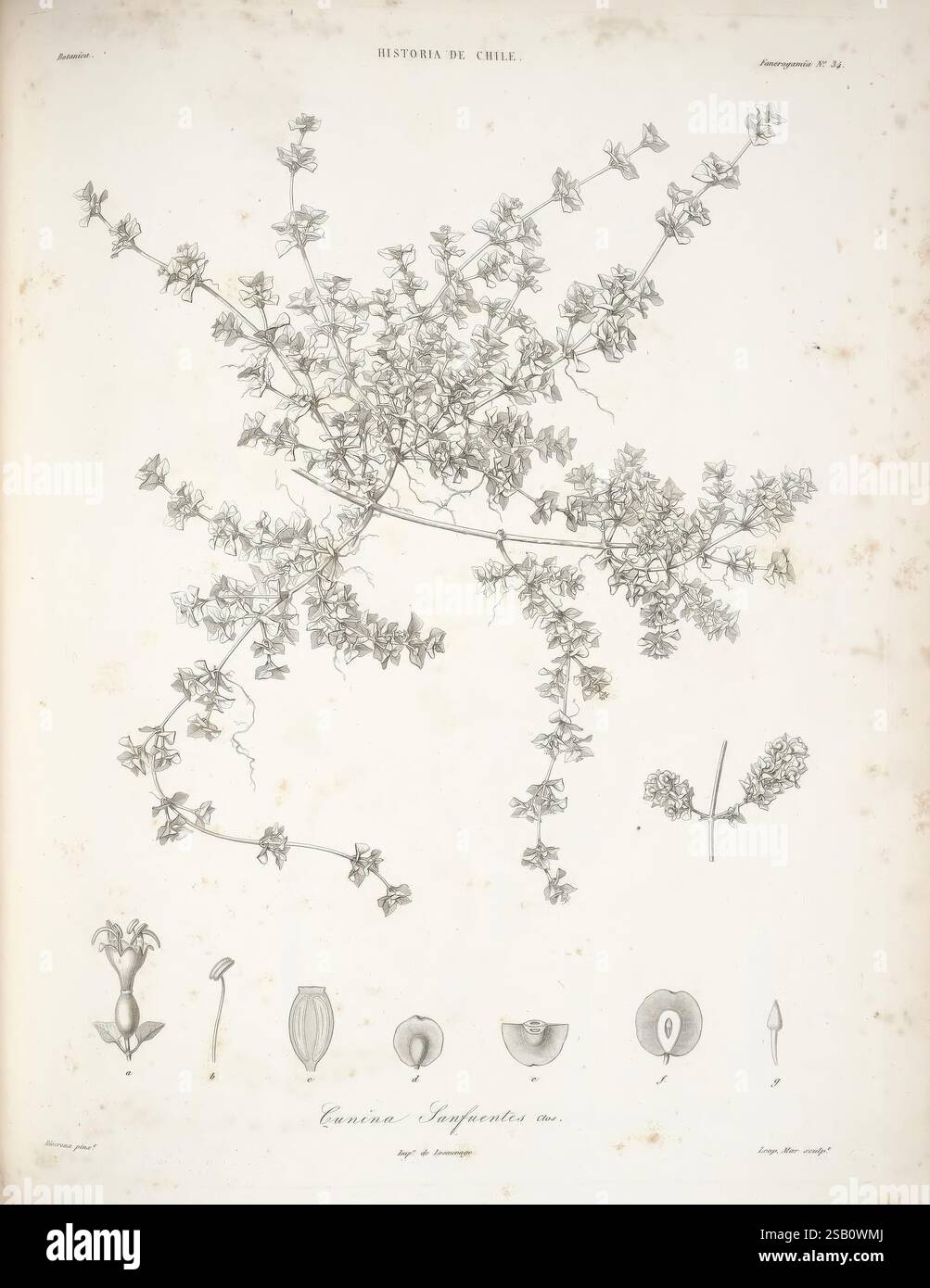 Historia fisica y politica de Chile segun documentos adquiridos en esta ...