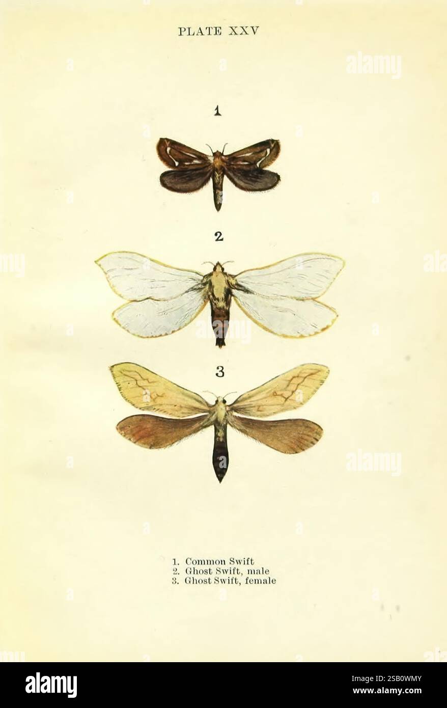 Female ghost swift hi-res stock photography and images - Alamy