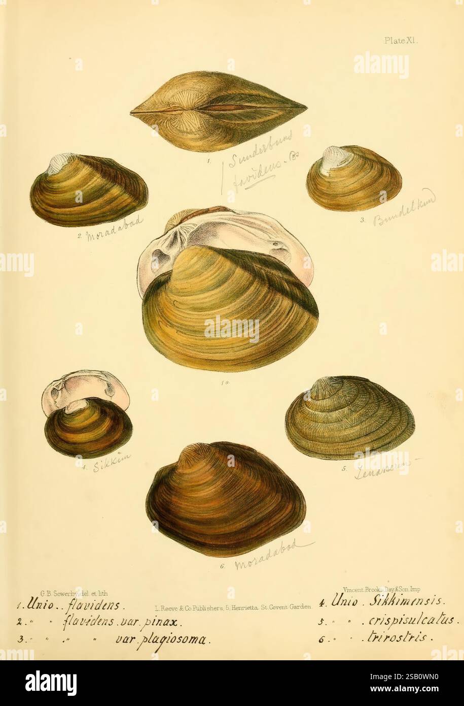 Conchologia Indica, London, 1870-1876, shells, India, mollusks, A ...