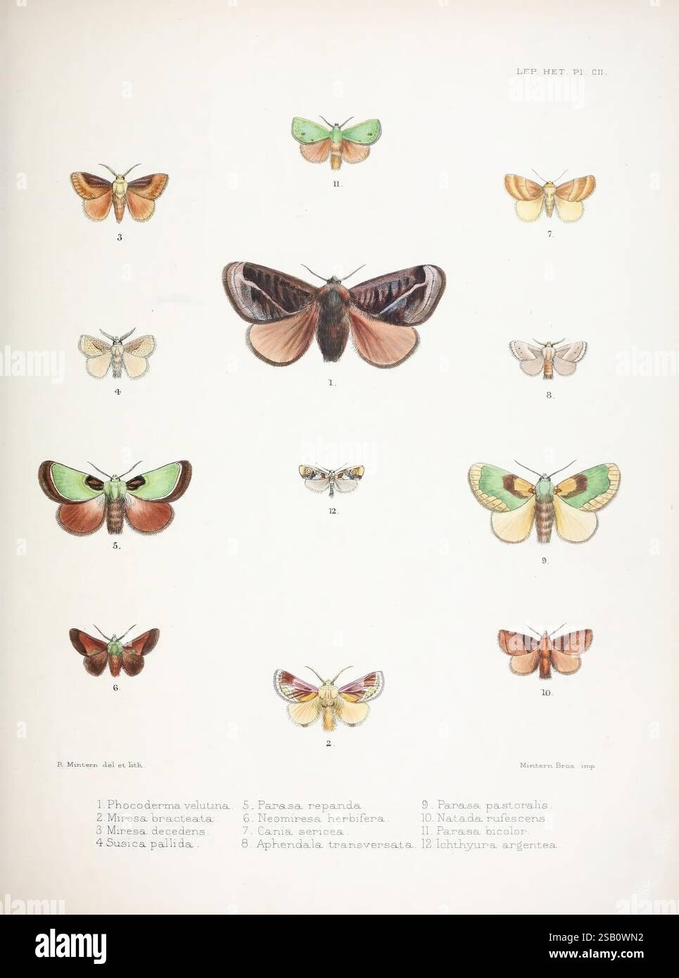 Illustrations of typical specimens of Lepidoptera Heterocera in the ...