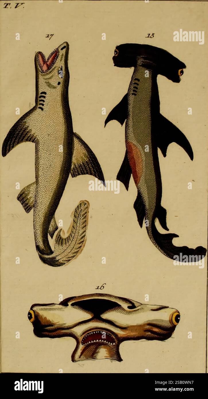 Hammerheads head hi-res stock photography and images - Alamy