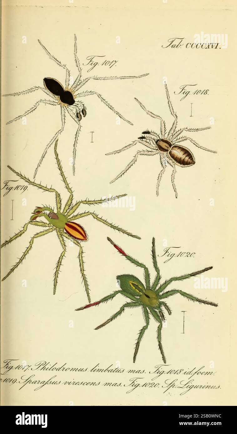 Bottom right spider hi-res stock photography and images - Alamy