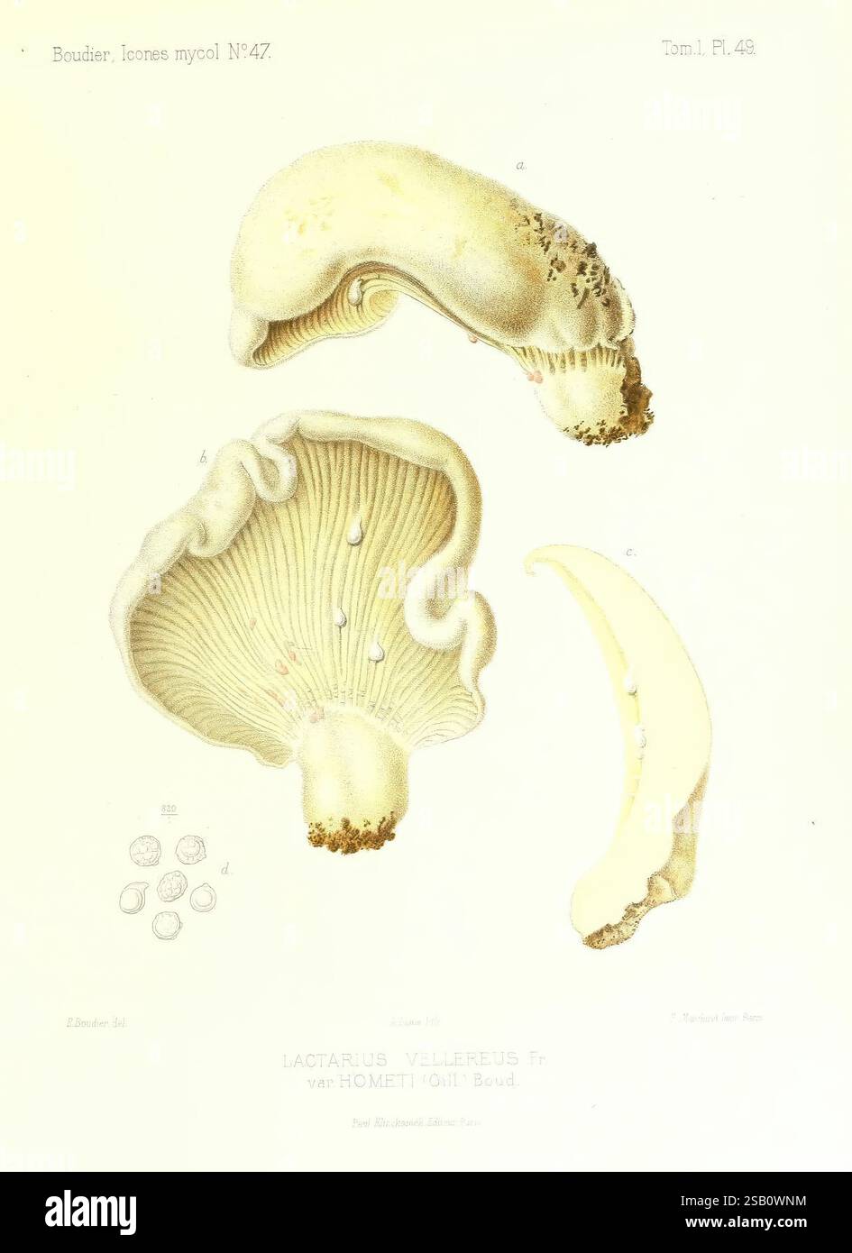 Icones mycologicæ, ou Iconographie des champignons de France ...