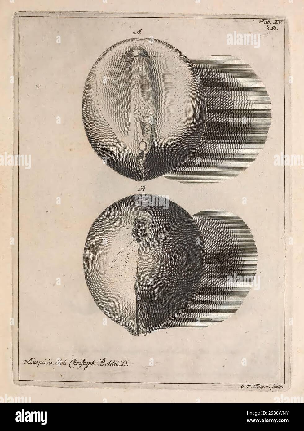 Distinct shadow effect hi-res stock photography and images - Alamy