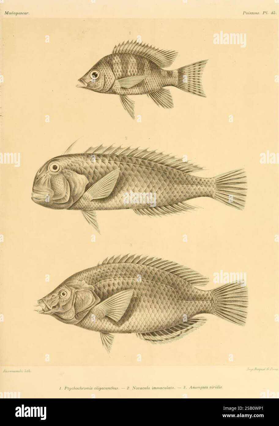 Illustration features three different species of fish hi-res stock ...