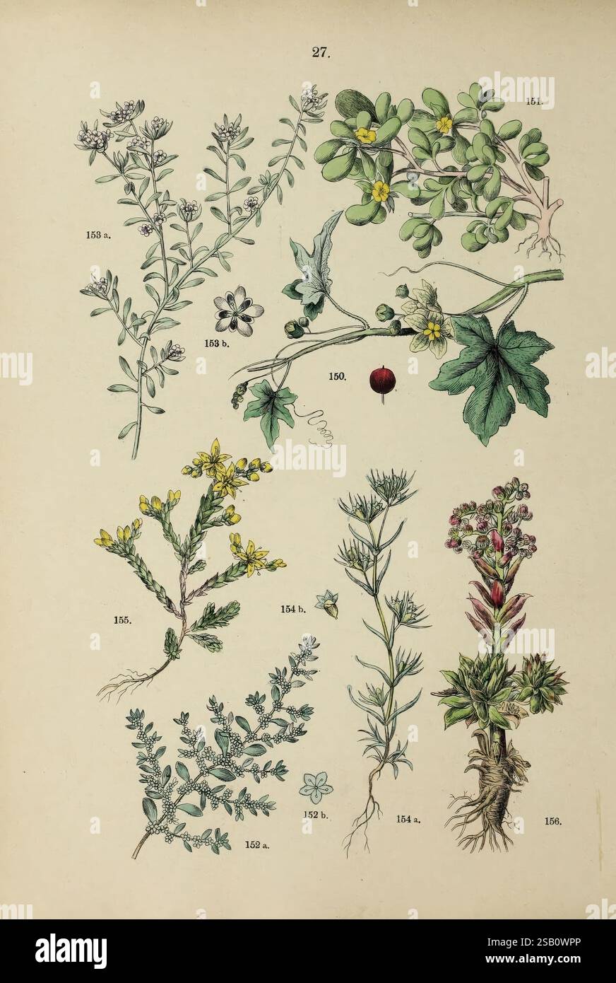 Botanischer Bilder-Atlas nach De Candolle's Natürlichem Pflanzensystem ...