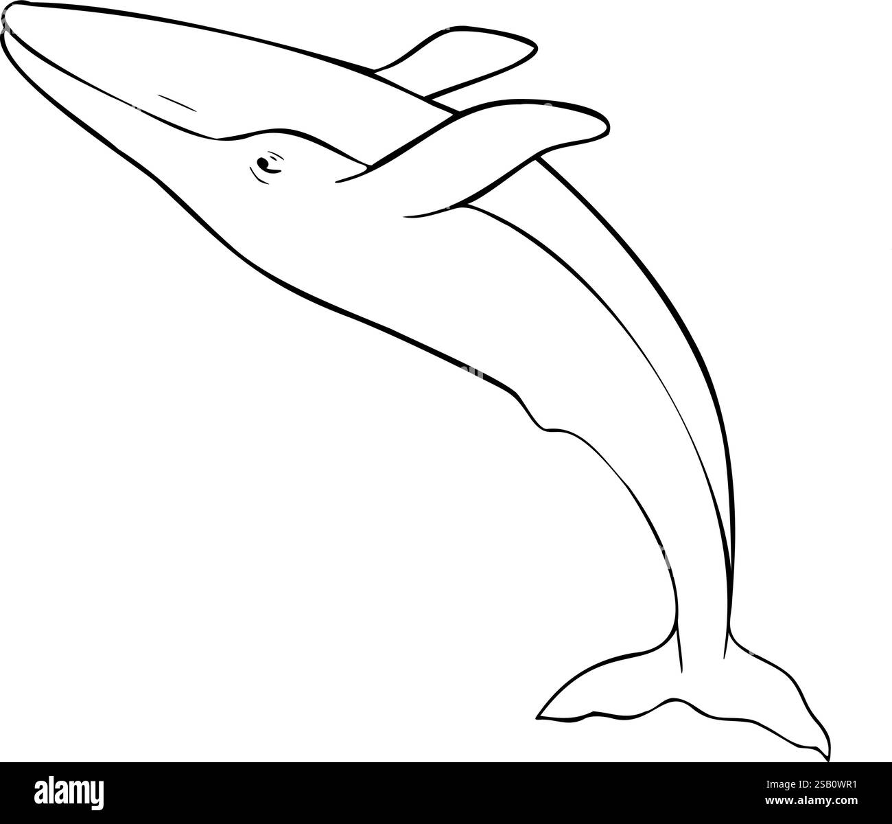 Blue whale, Vector cetaceans fish, Underwater animal outline painted in ...