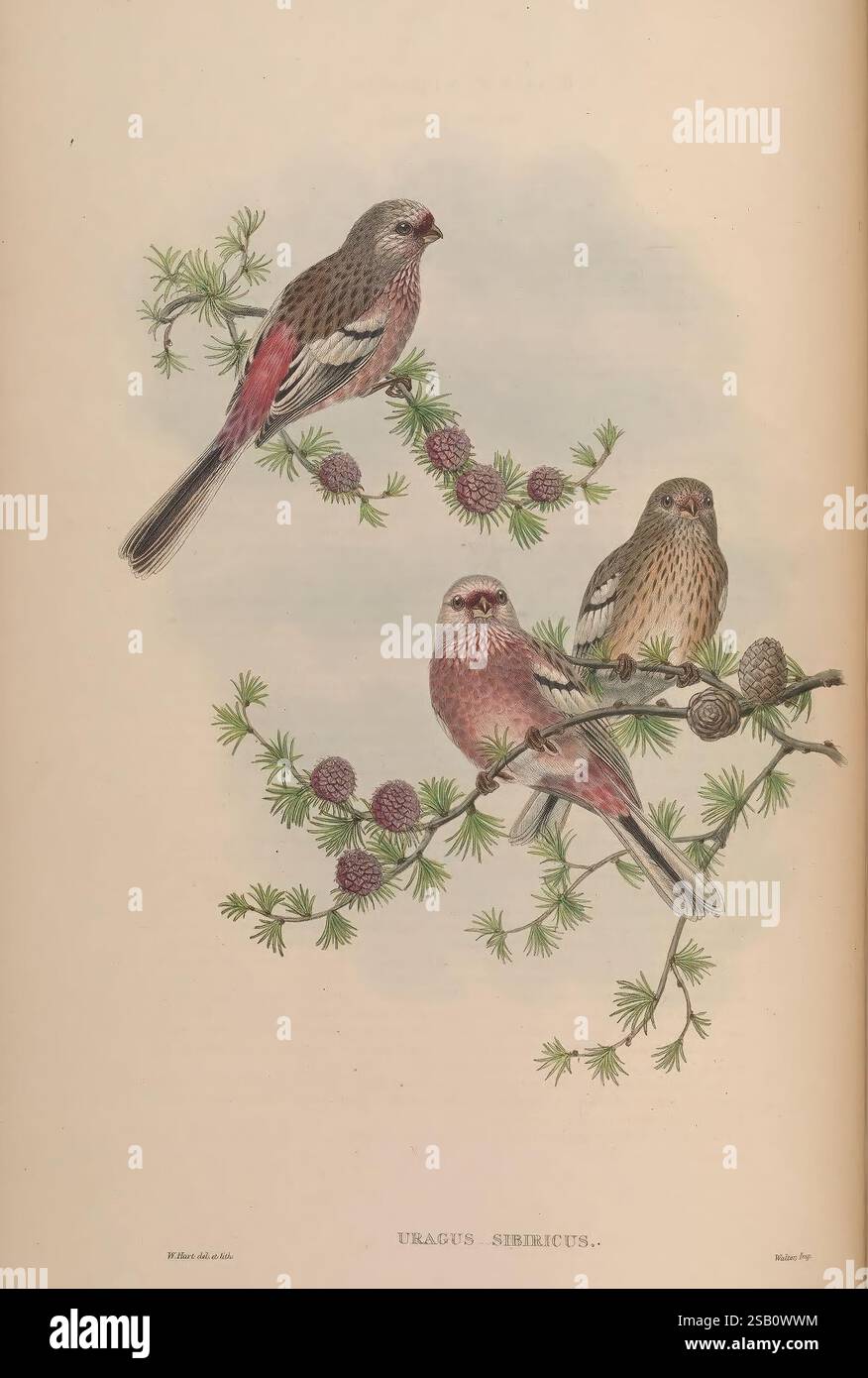 Showcasing vibrant rosy plumage hi-res stock photography and images - Alamy