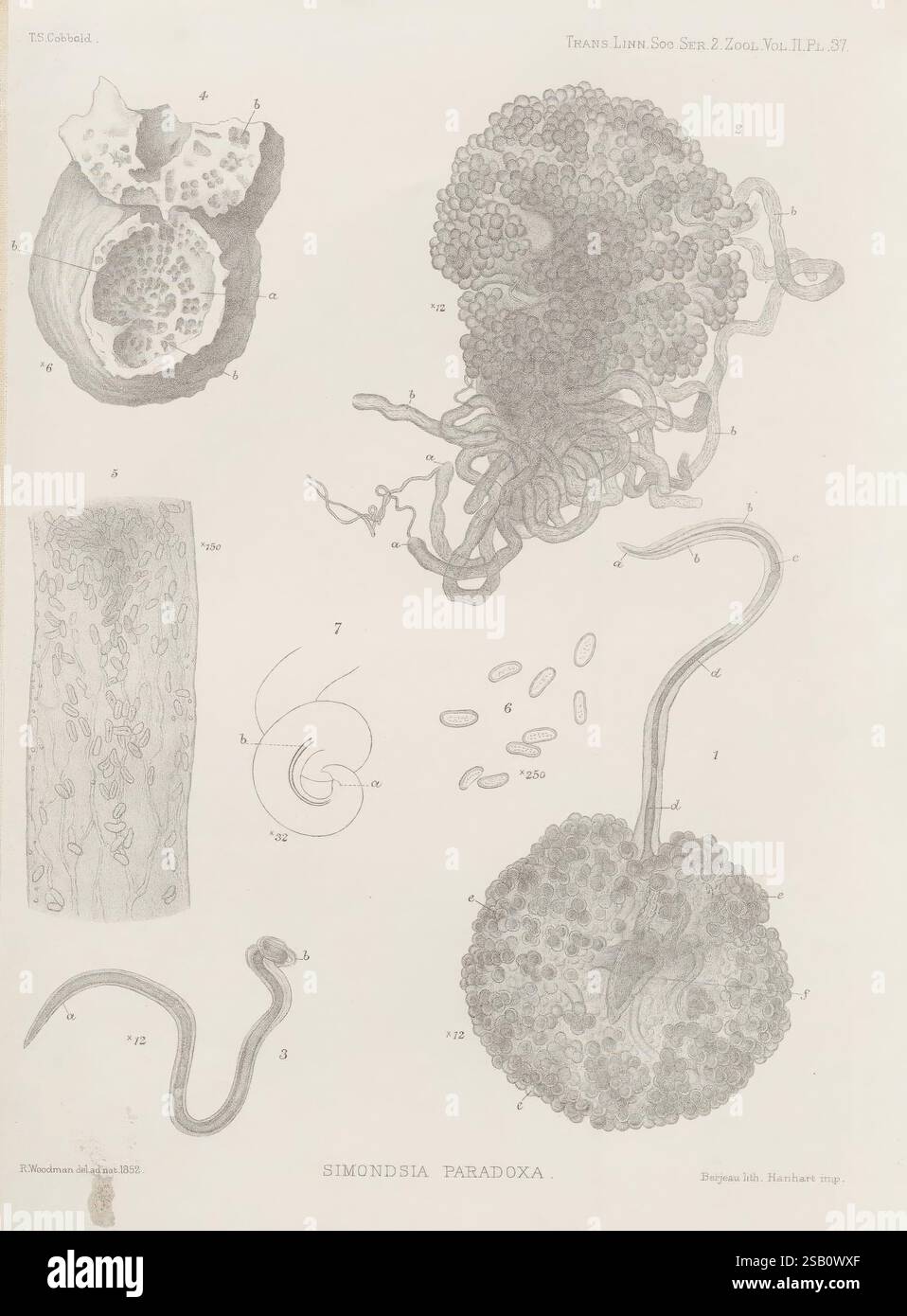 Coiled shape highlights hi-res stock photography and images - Alamy