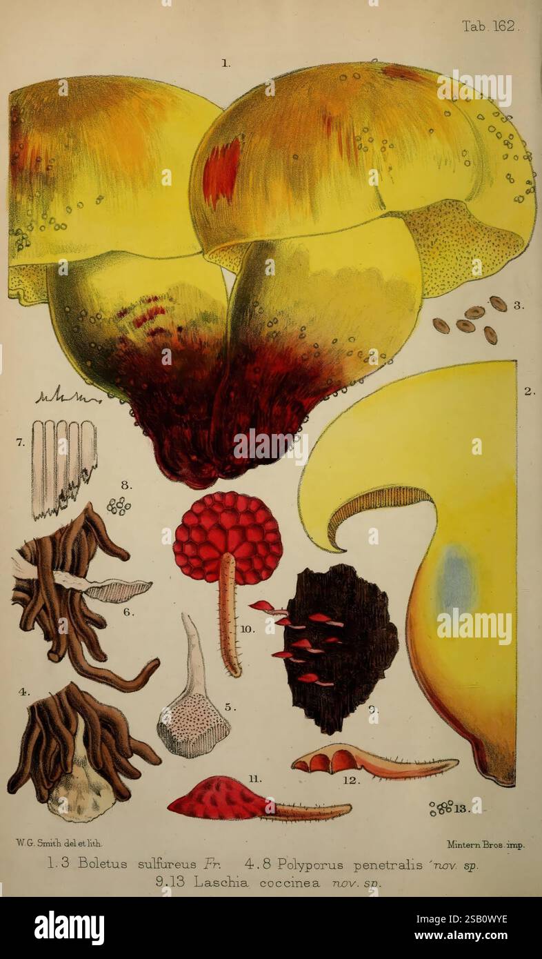 Diverse fungal kingdom hi-res stock photography and images - Alamy