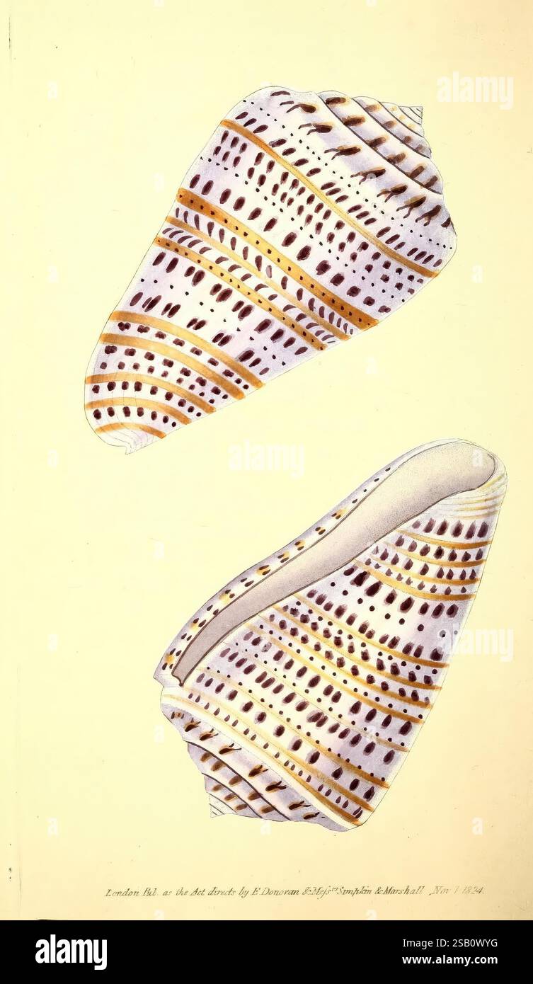 Prominent spiral pattern hi-res stock photography and images - Alamy