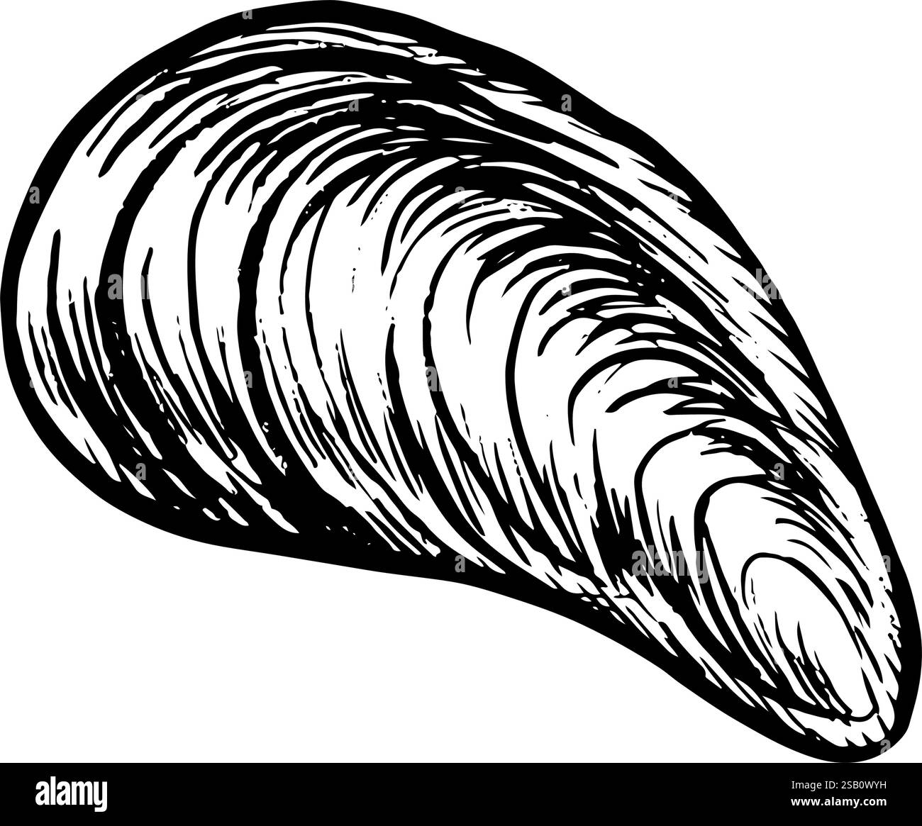 A mussel in a closed shell. A hand-drawn vector graphic illustration ...