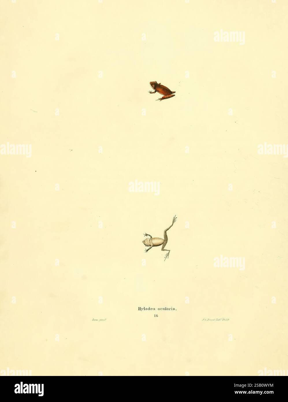 Upper frog displays hi-res stock photography and images - Alamy