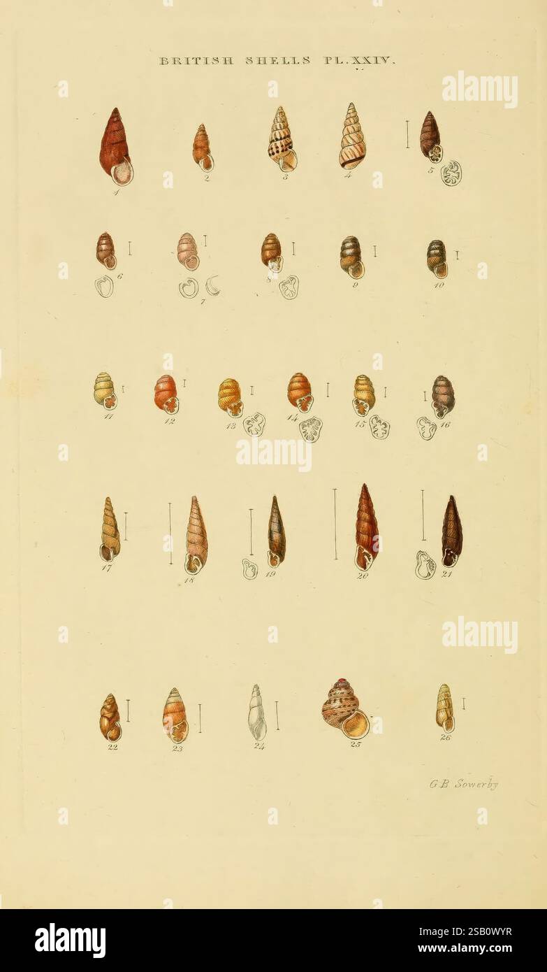 Various british shell species hi-res stock photography and images - Alamy