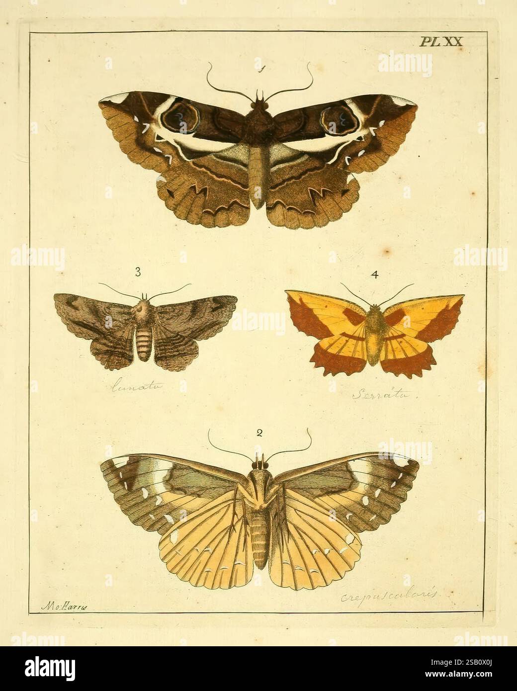 Sizable butterfly boasts hi-res stock photography and images - Alamy