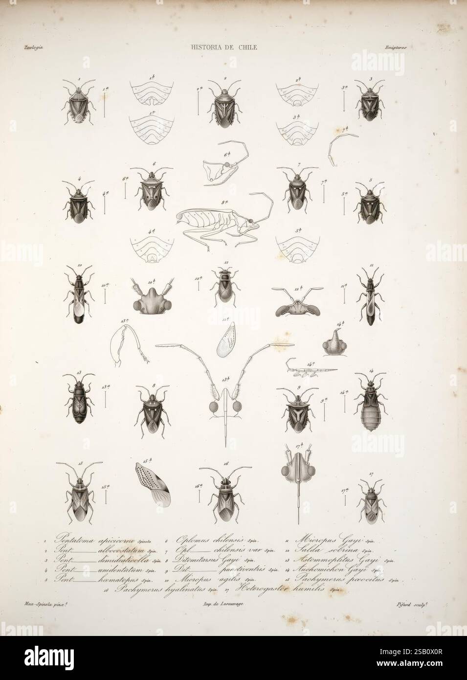 Layout presents multiple species labeled hi-res stock photography and ...