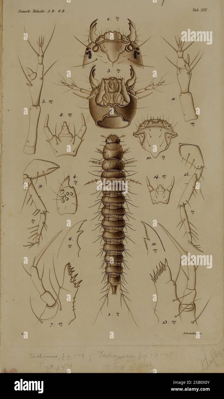 Creatures physical structure hi-res stock photography and images - Alamy