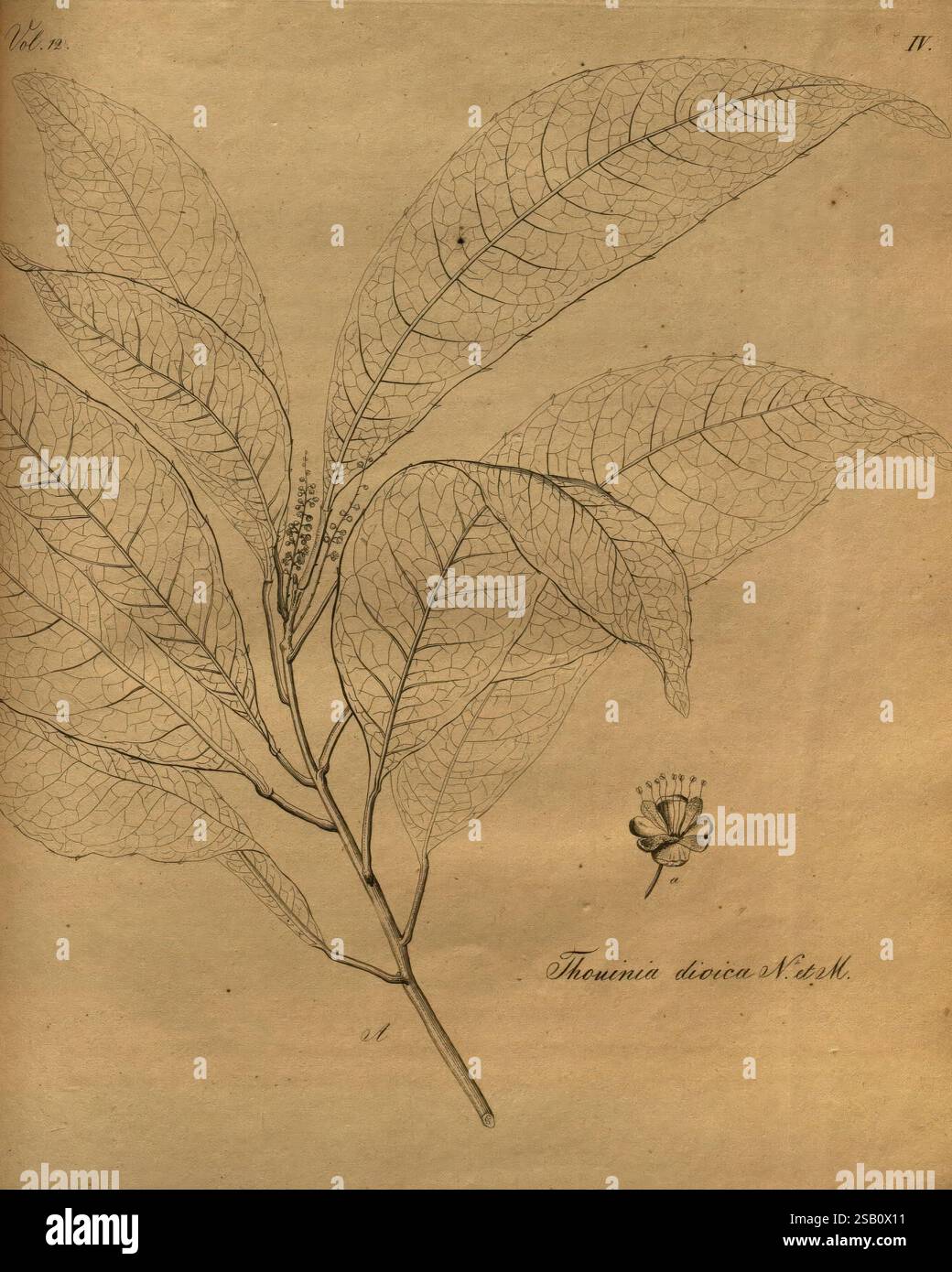 1823 1824 brazil plants uncolored copper hi-res stock photography and ...