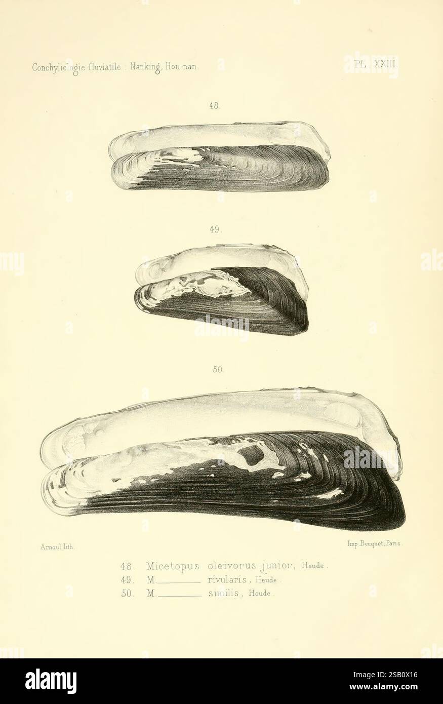 Understanding bivalve morphology hi-res stock photography and images ...