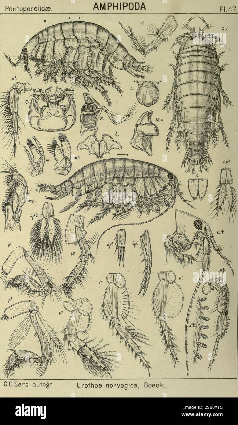An account of the Crustacea of Norway Amphipoda plates Christiania, A ...