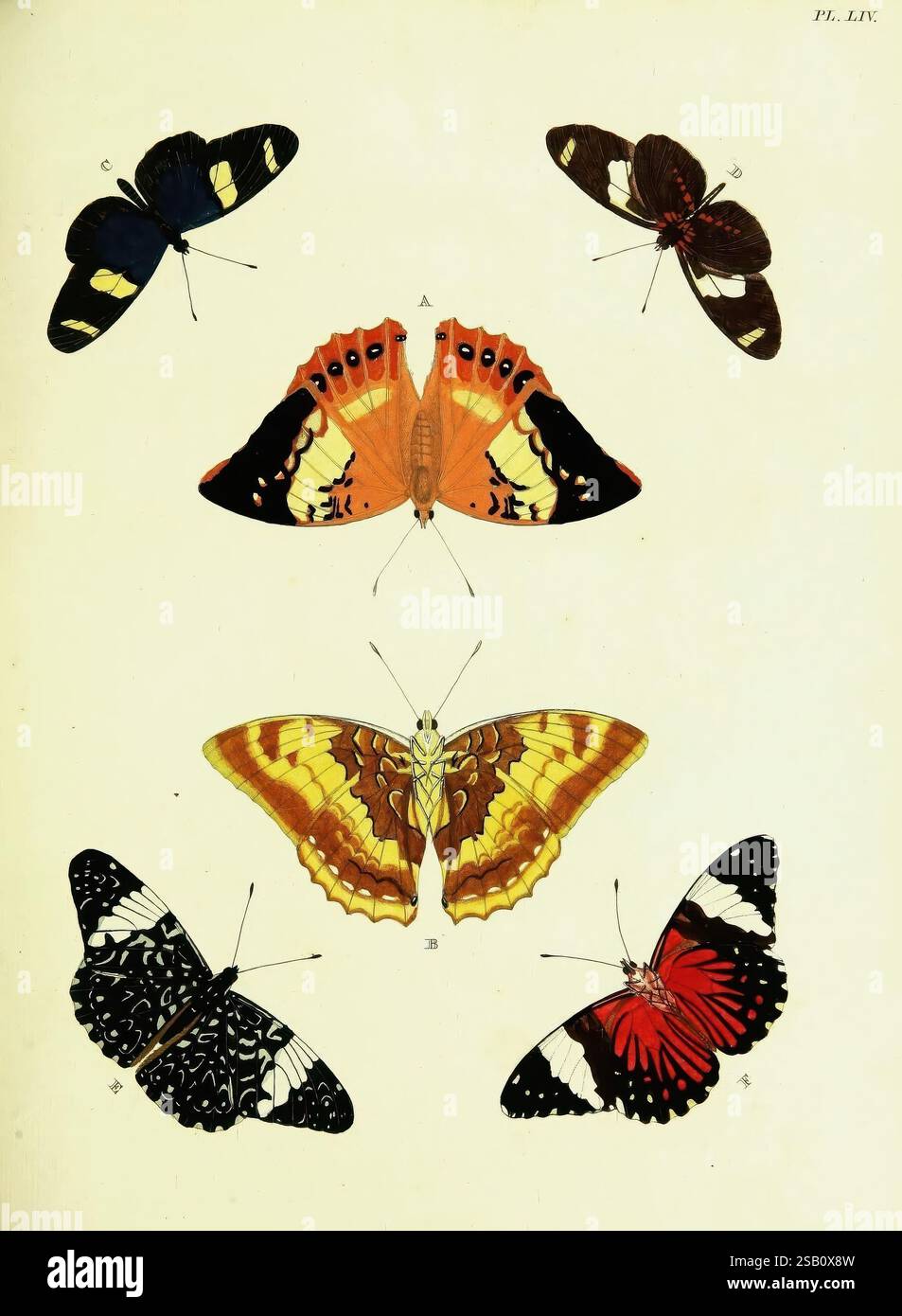 Six distinct butterflies showcases hi-res stock photography and images ...