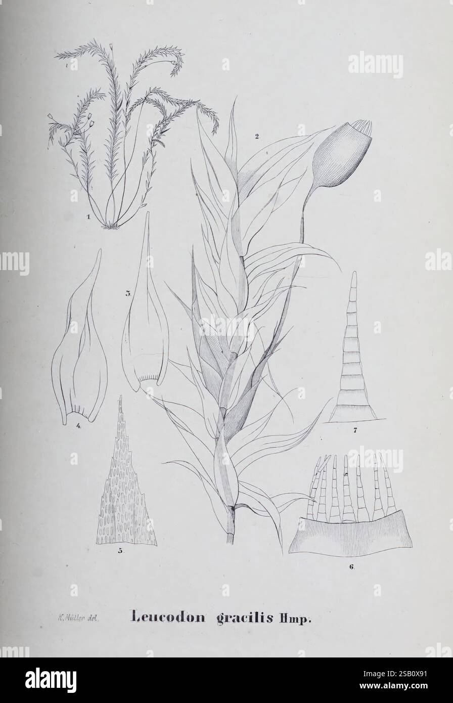 Illustrating different floral structures hi-res stock photography and ...