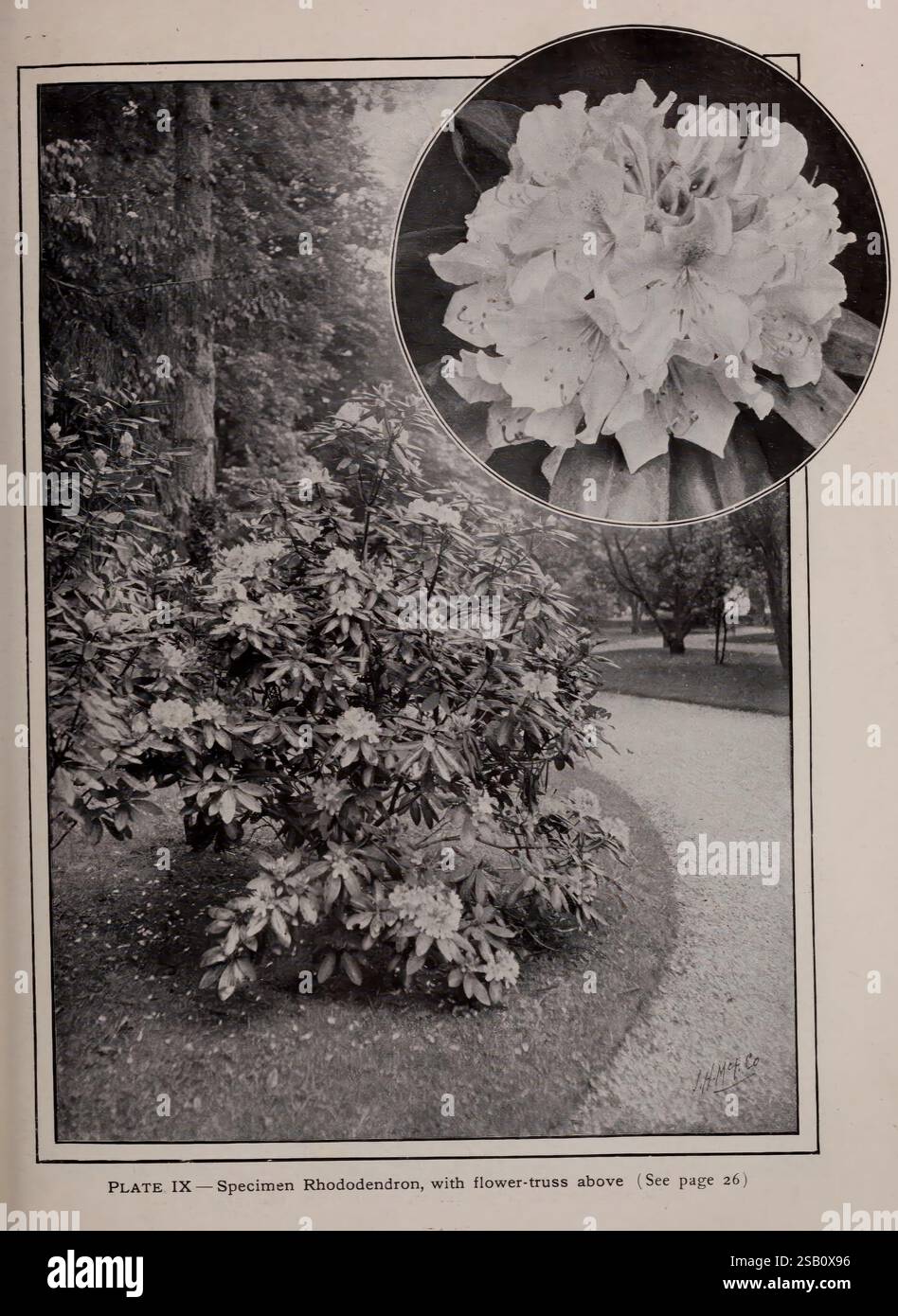 Moon's hardy trees & plants for every place & purpose, Morrisville, Pa ...